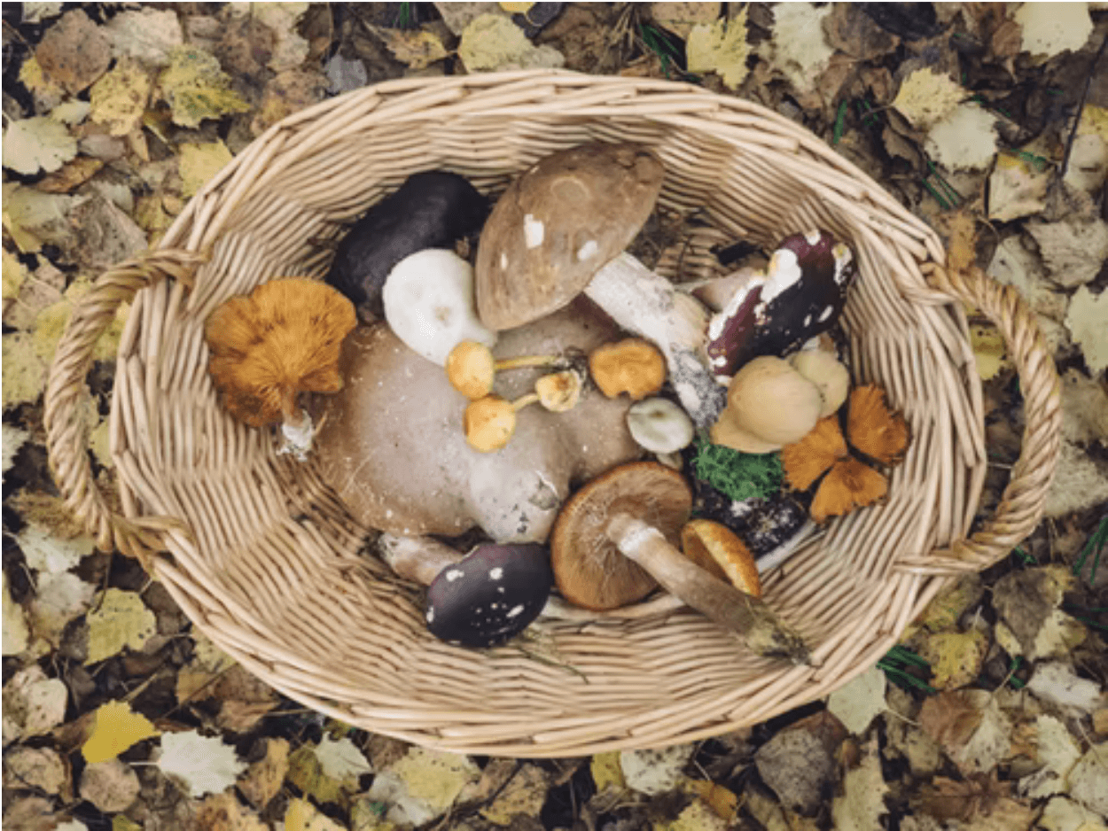What Are Chaga Mushrooms And How Are They Useful - Lifegag