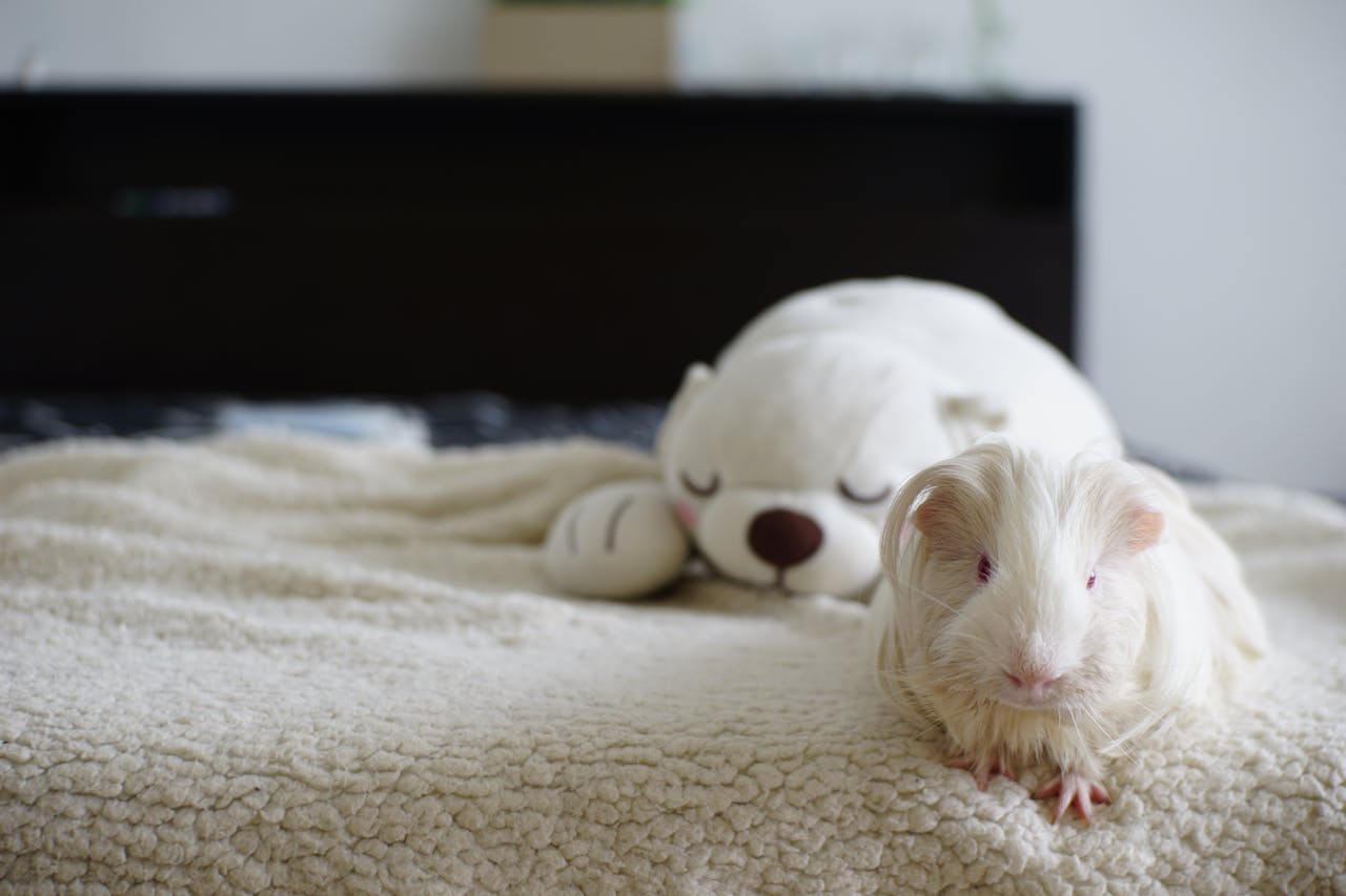 200+ Adorable Guinea Pig Names for Your Furry Friend