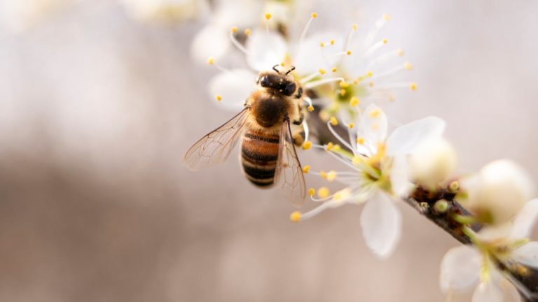 200+ Adorable Bee Names for Your Little Buzzy Friend