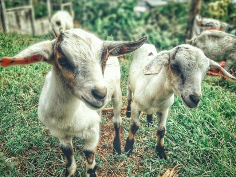 150+ Good Names for Goats: Unique and Fun Ideas - Lifegag