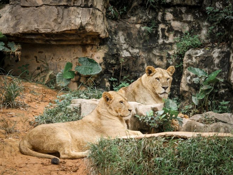 Famous Lioness Names: Iconic And Legendary Inspirations [Best 500 ...