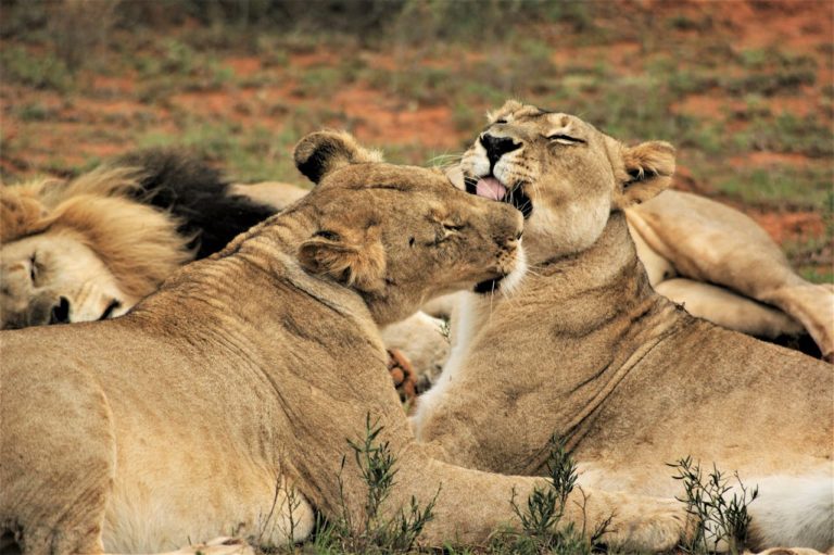 Famous Lioness Names: Iconic And Legendary Inspirations [Best 500 ...