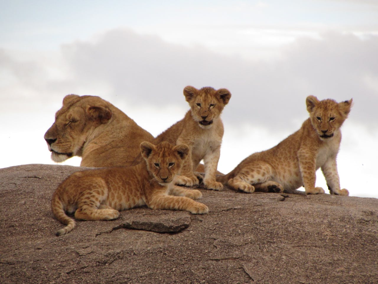 Famous Lioness Names: Iconic And Legendary Inspirations [Best 500 ...
