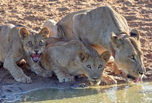 Famous Lioness Names: Iconic And Legendary Inspirations [Best 500 ...