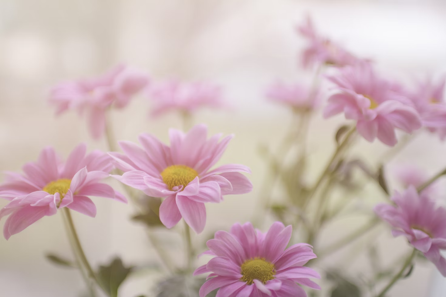 70+ Beautiful Flowers Captions For Instagram To Brighten Your Feed
