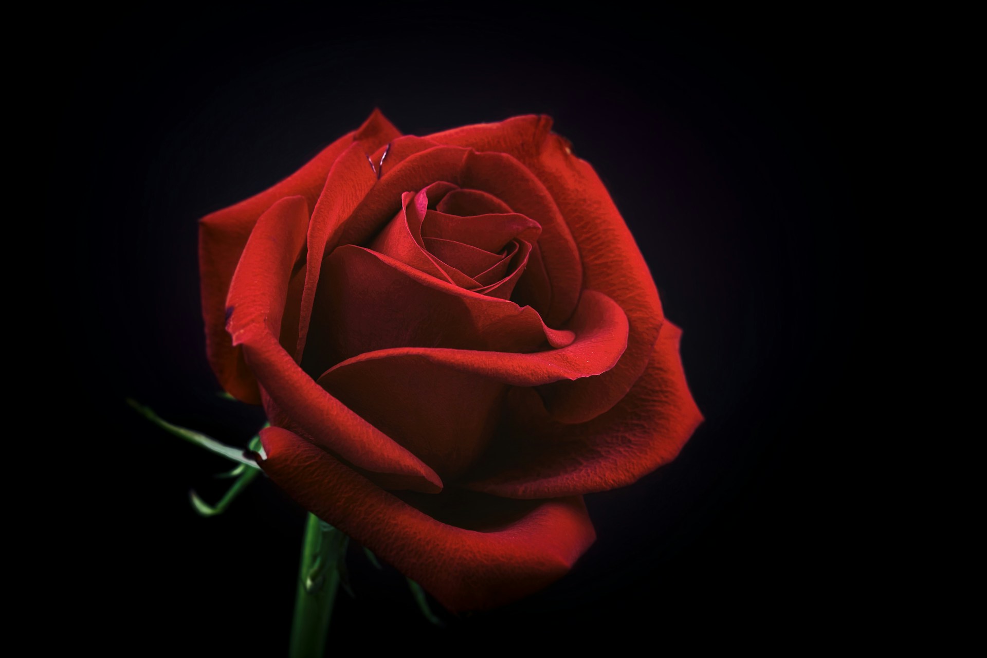 Flower Names: Discover Beautiful Blooms from Around the World